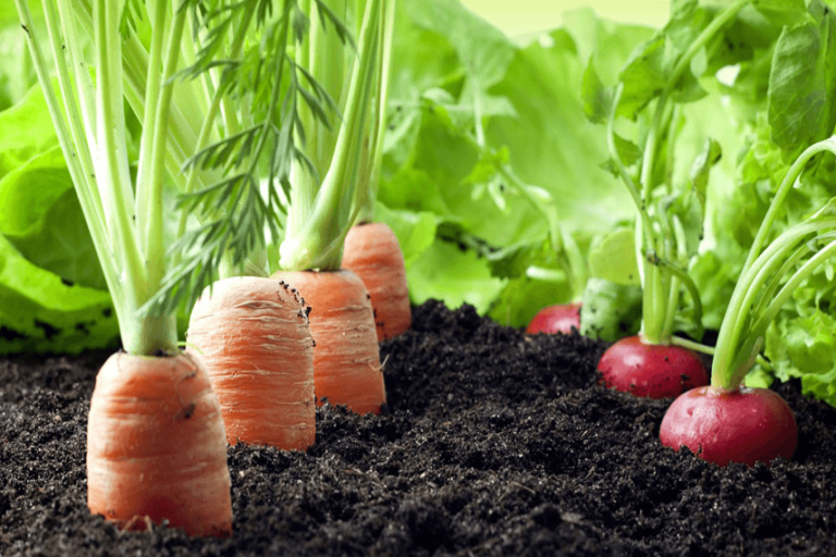 10 Interesting Facts about Sikkim | Places you must Visit when in Sikkim