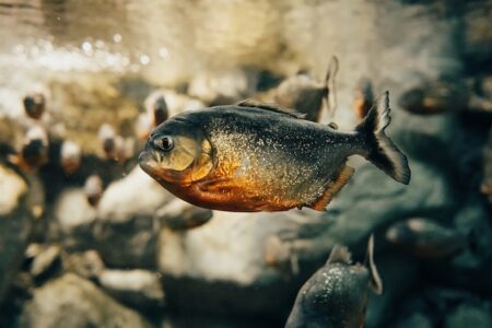 12 Most Dangerous Water Animals in the World