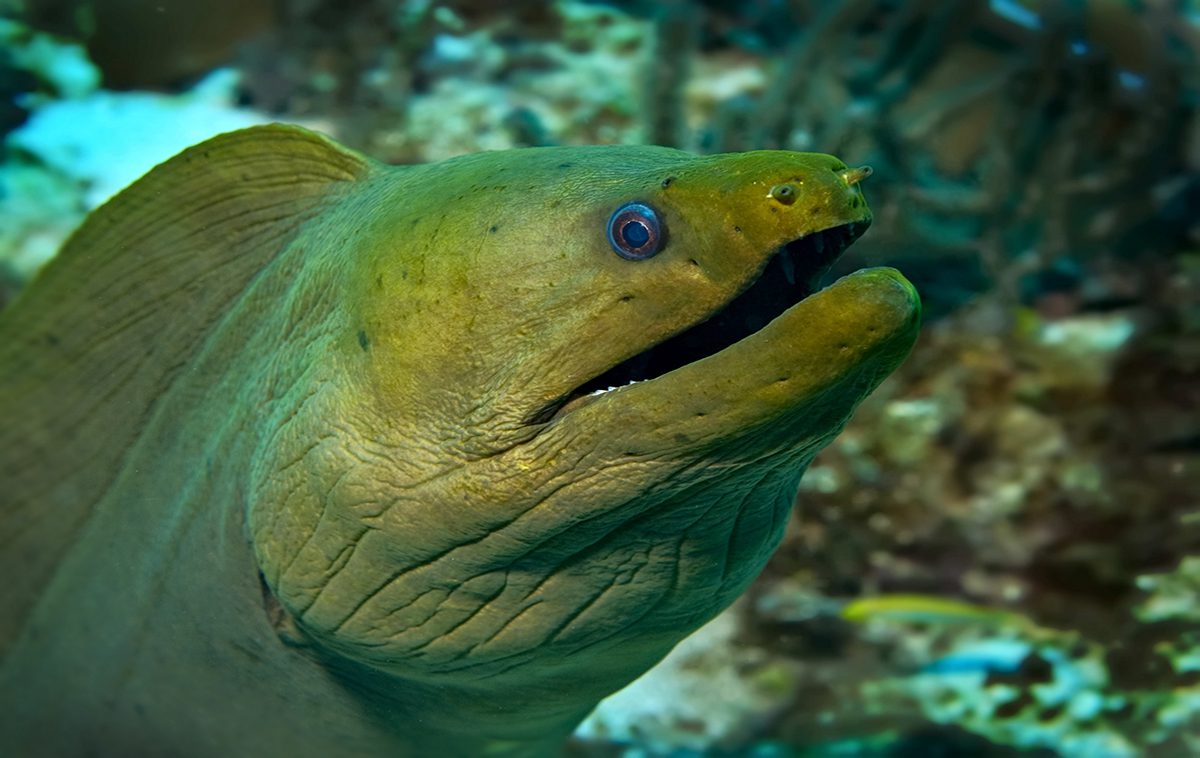 10 Most Deadliest Fish In The World You Should Be Careful From ...